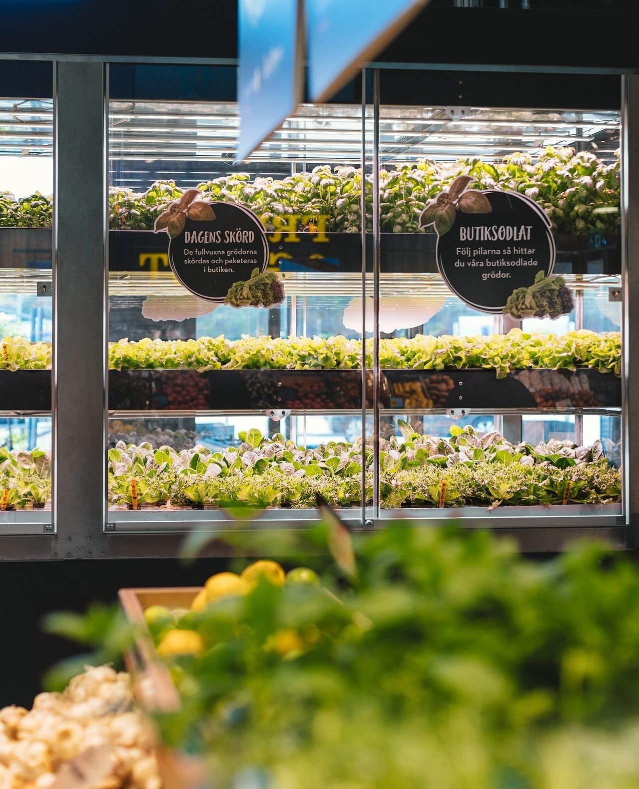 SweGreen. The vertical farming startup that grows vegetables inside ...