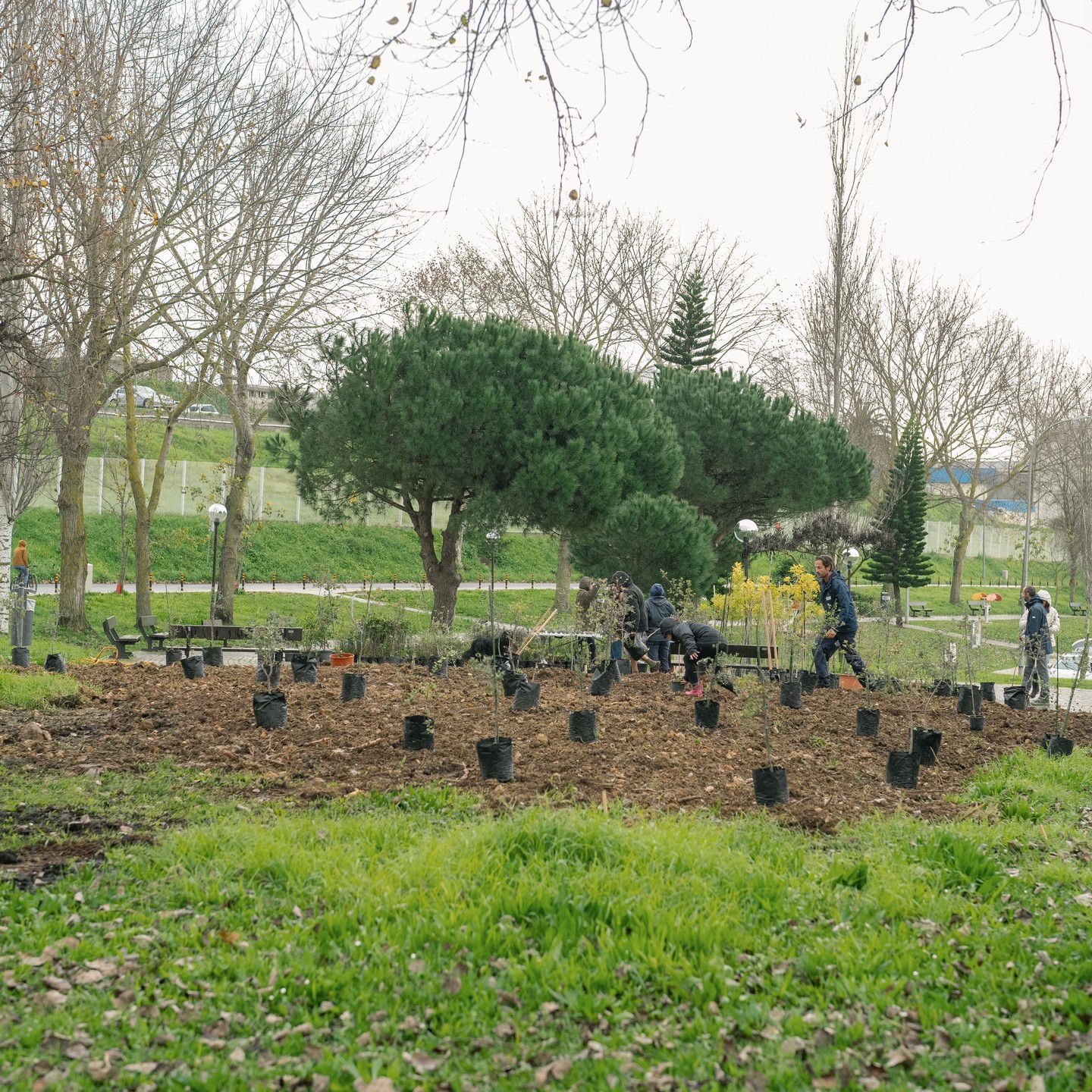 New network of mini-forests aims to transform urban spaces into ...